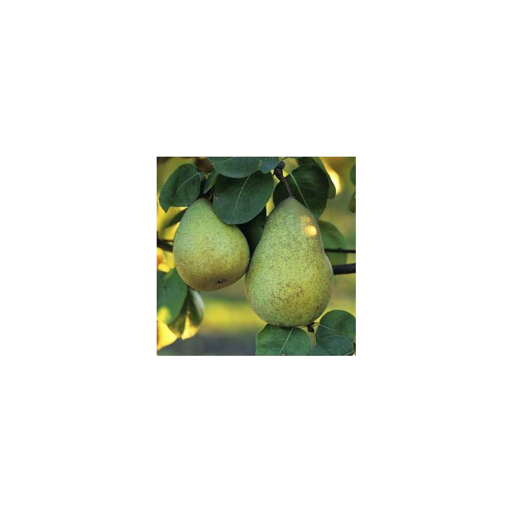 Comment planter un poirier en palmette