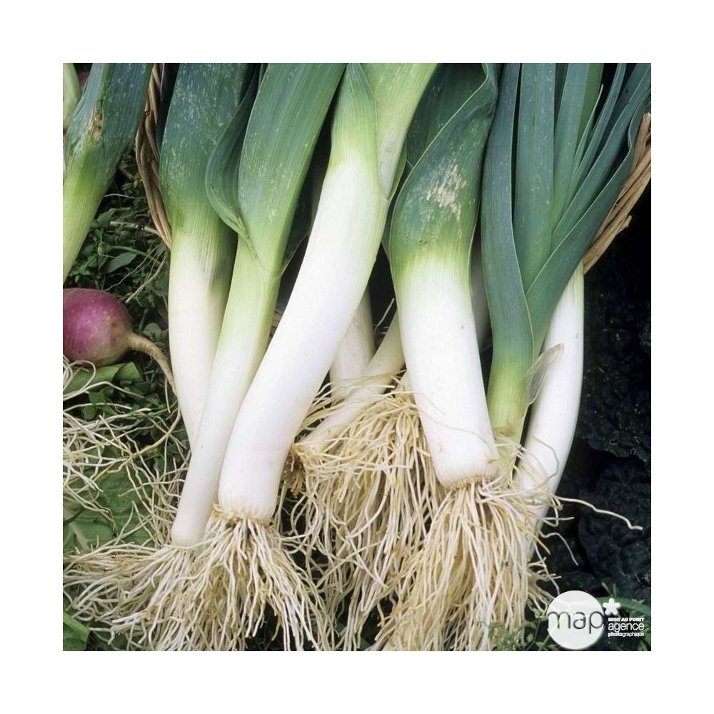 Le poireau Electra : comment réussir sa culture