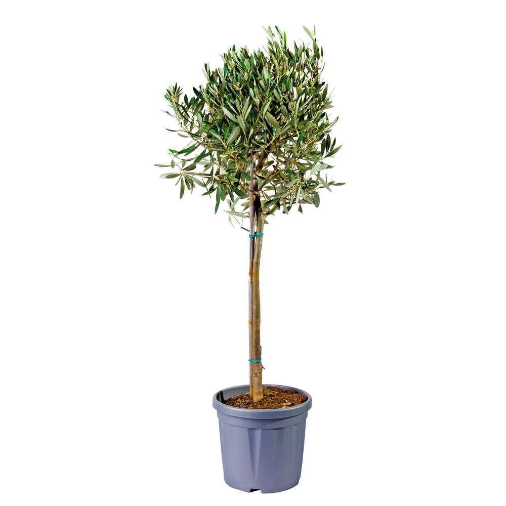 "Tout savoir sur l'olivier tige : plantation, entretien et taille"