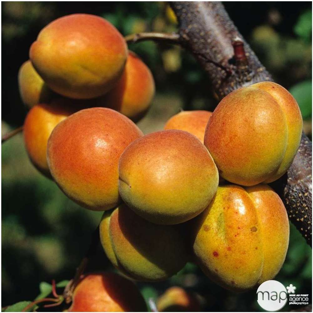 "Abricotier Bergeron: culture et entretien faciles"