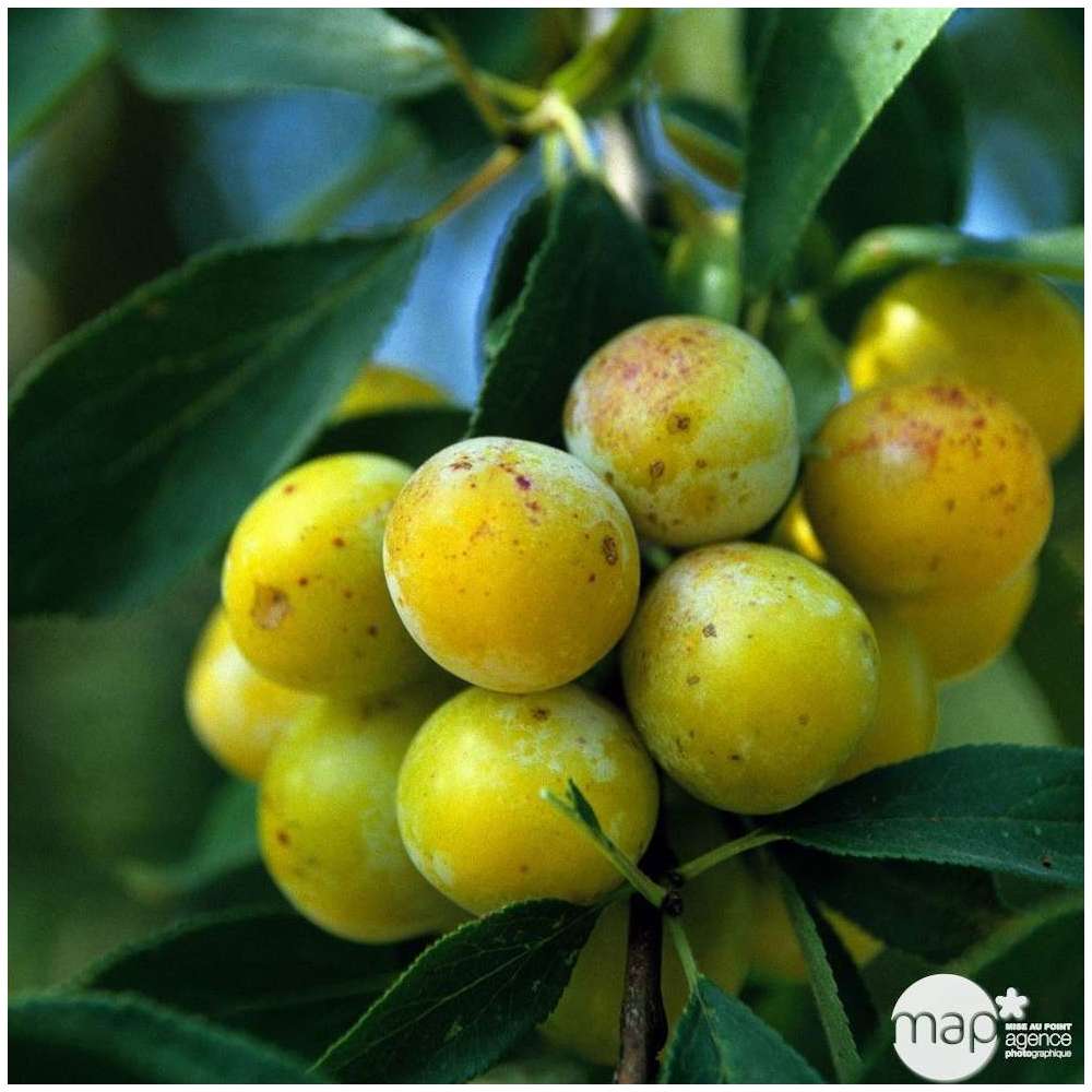 "Planter un prunier mirabelle : conseils et astuces"