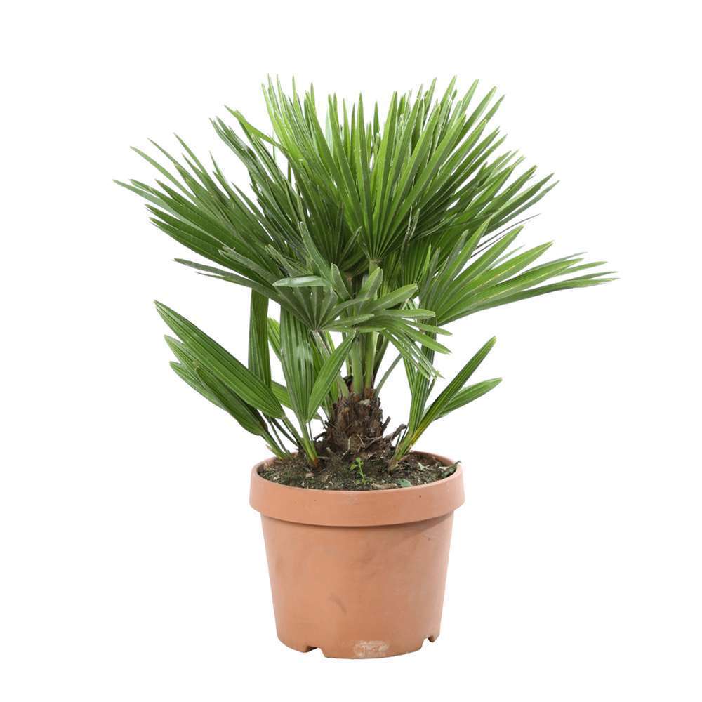 Chamaerops Humilis Vulcano : Tout savoir sur cet arbre exotique.