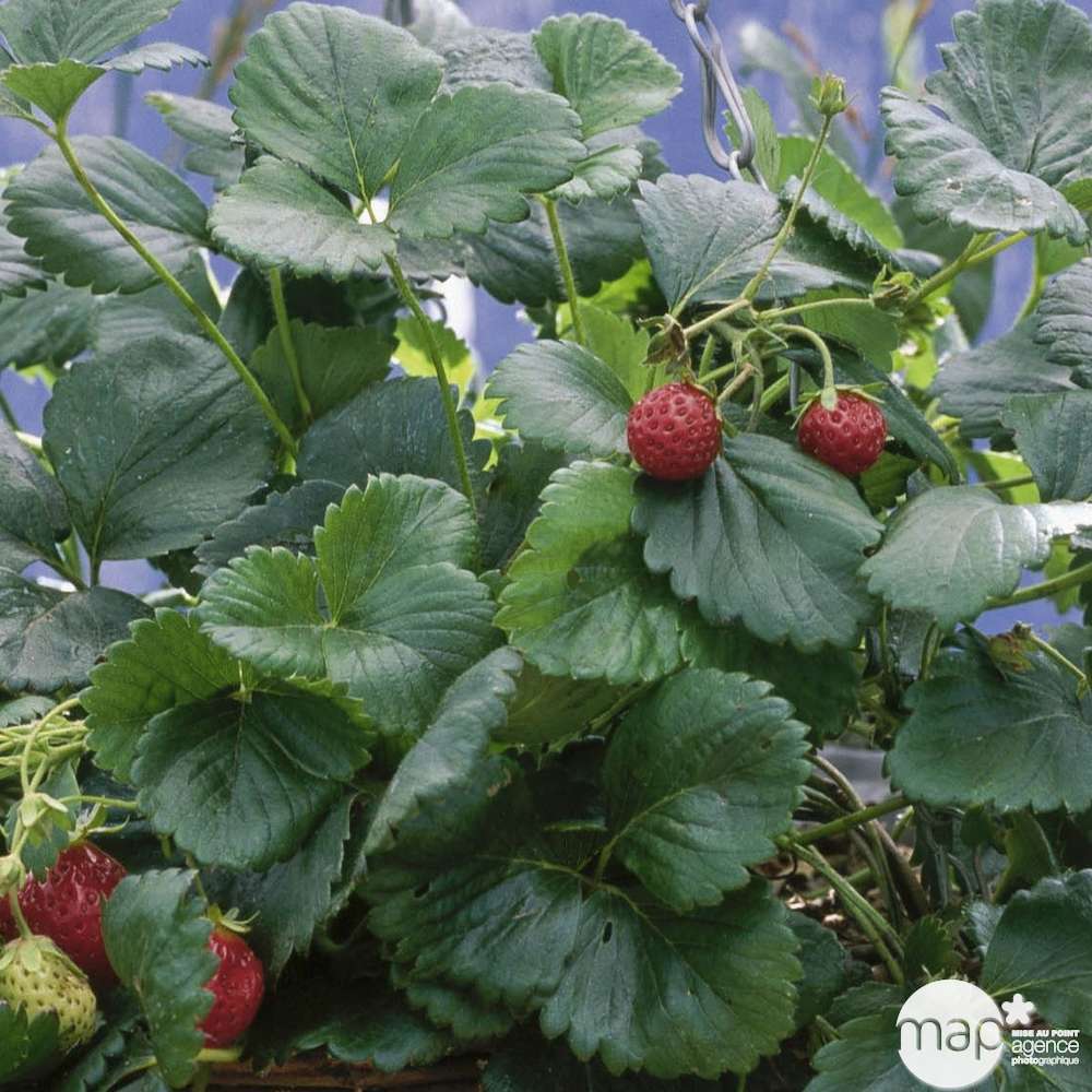 Plants de fraisiers en godets : conseils et astuces.