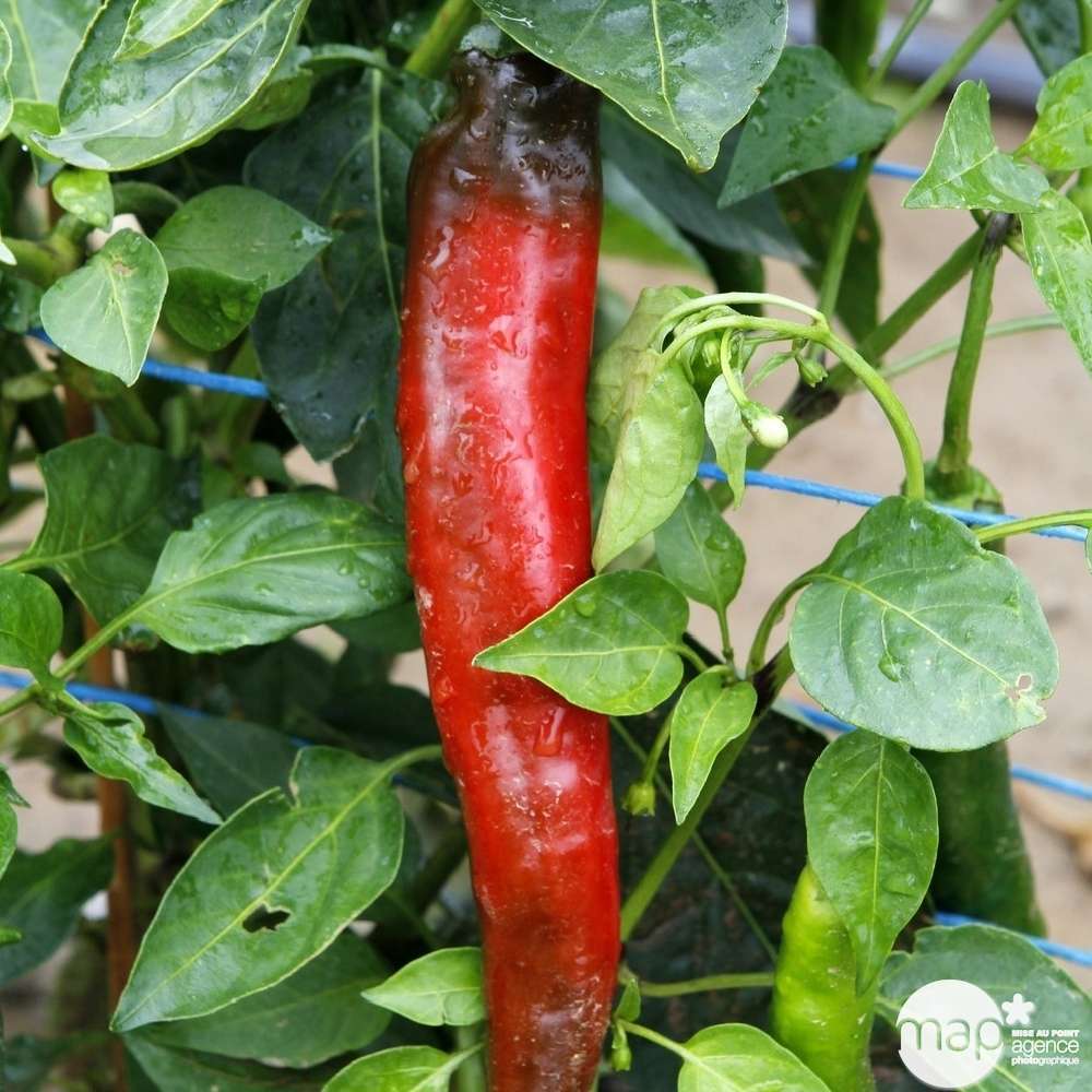 "Culture de piment Cayenne : conseils pour planter et entretenir"