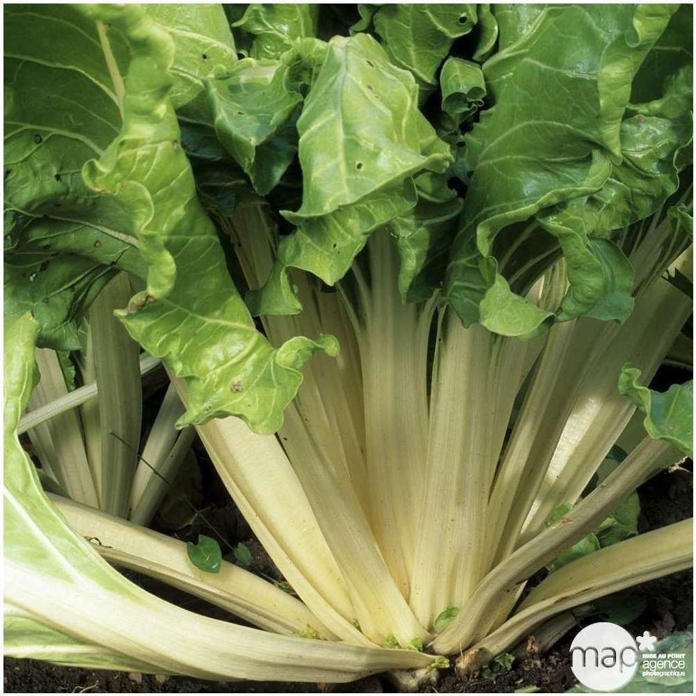 Découvrez la poiree verte à couper pour vos plats sains et savoureux.