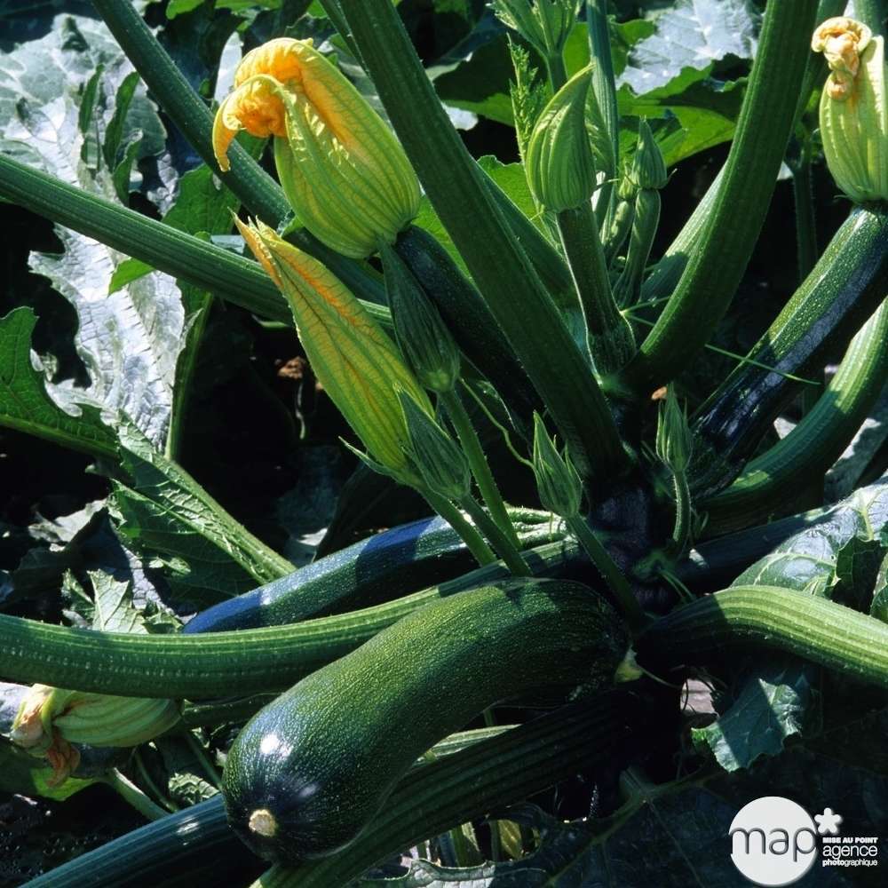 "Courgette Tarmino F1 : Culture et Entretien Faciles"