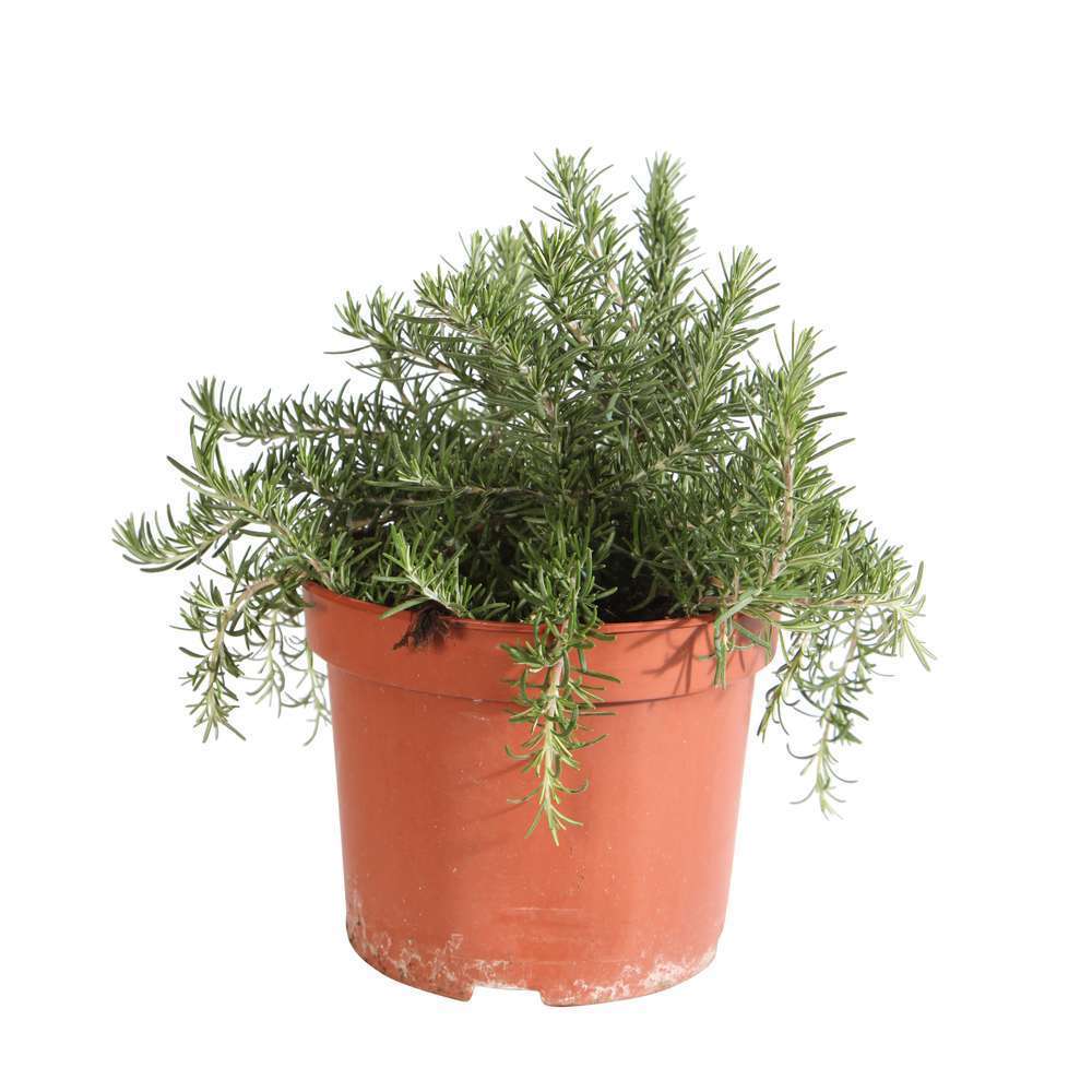 Tout savoir sur le Rosmarinus officinalis var repens