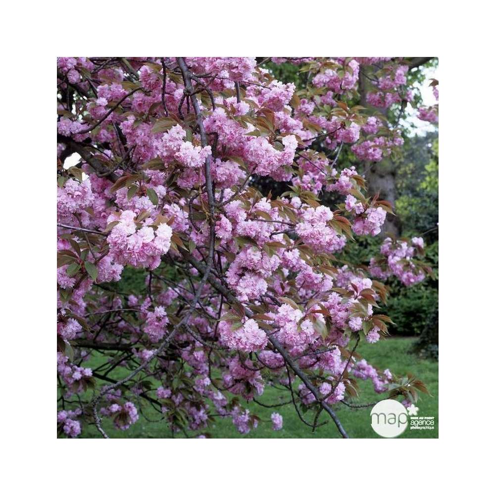 "Prunus Serrulata Kanzan : L'arbre à fleurs incontournable"