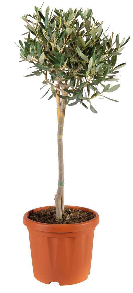 "Tout savoir sur l'olivier tige : plantation, entretien et taille"