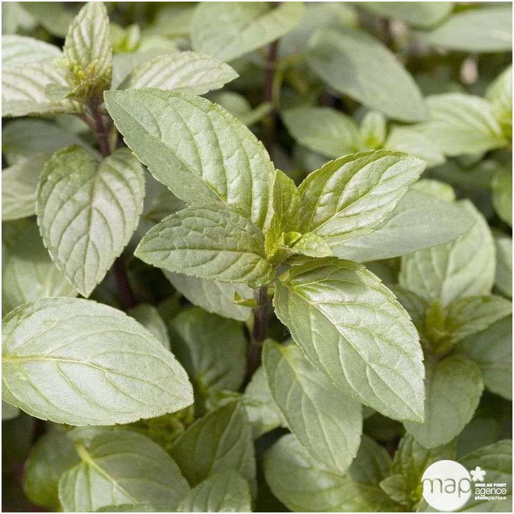 "Plante de menthe bio : bienfaits et culture facile"