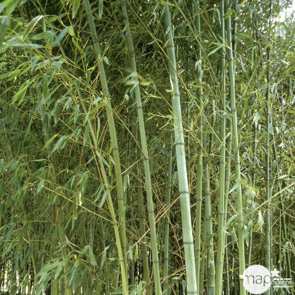 "Bambou Phyllostachys Aurea : Tout savoir sur cette plante exotique"