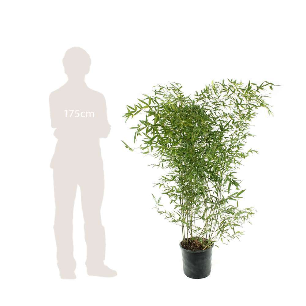 "Bambou Phyllostachys Bissetii : Tout Savoir sur cet Arbuste"