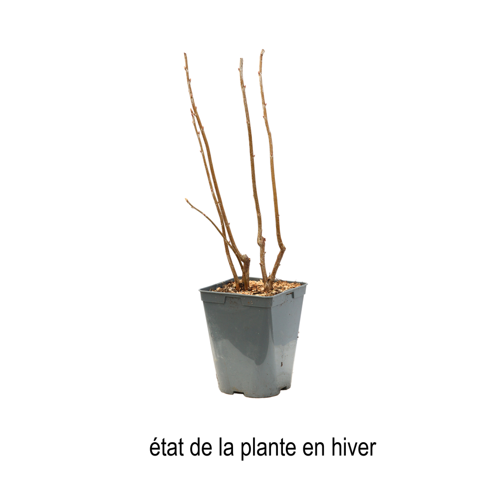 Cultiver un cassissier bio : conseils et astuces