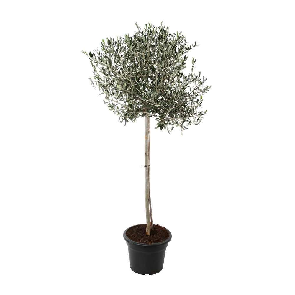 "Tout savoir sur l'olivier tige : plantation, entretien et taille"