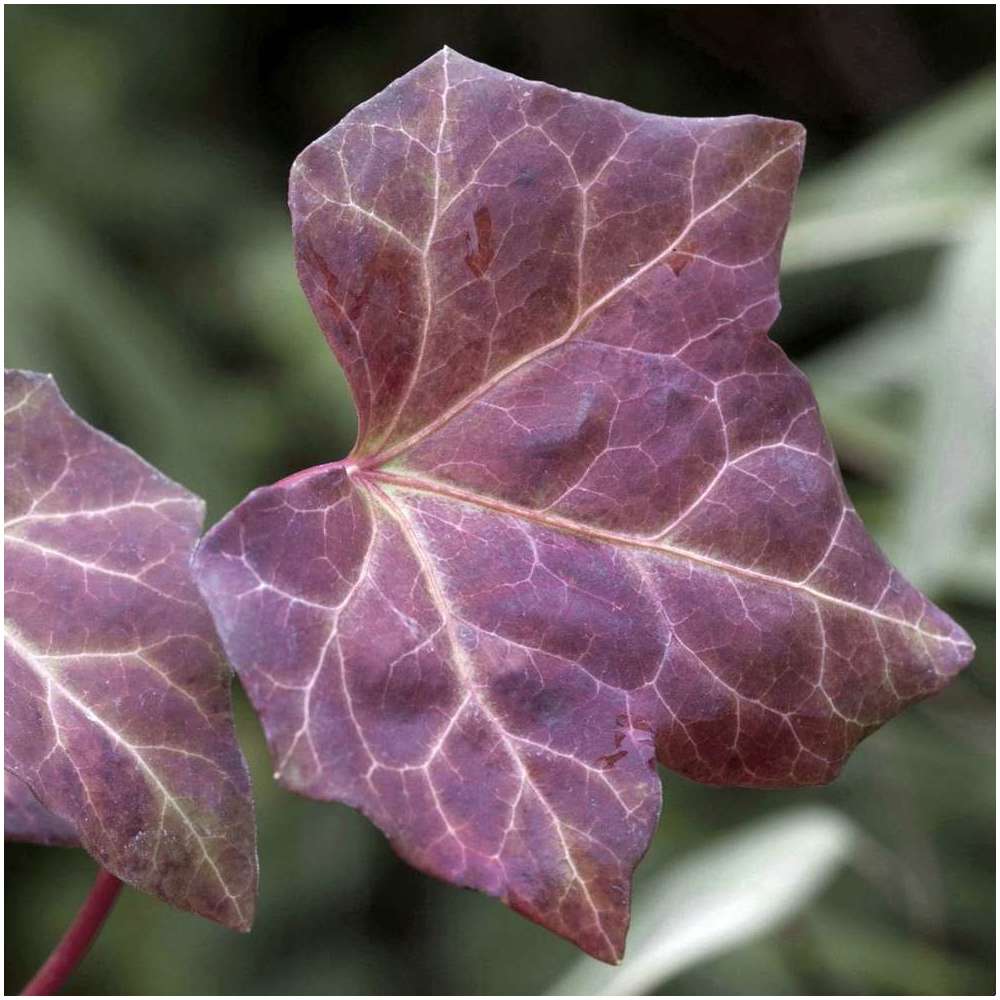 Tout savoir sur l'entretien de l'Hedera hibernica en jardin.