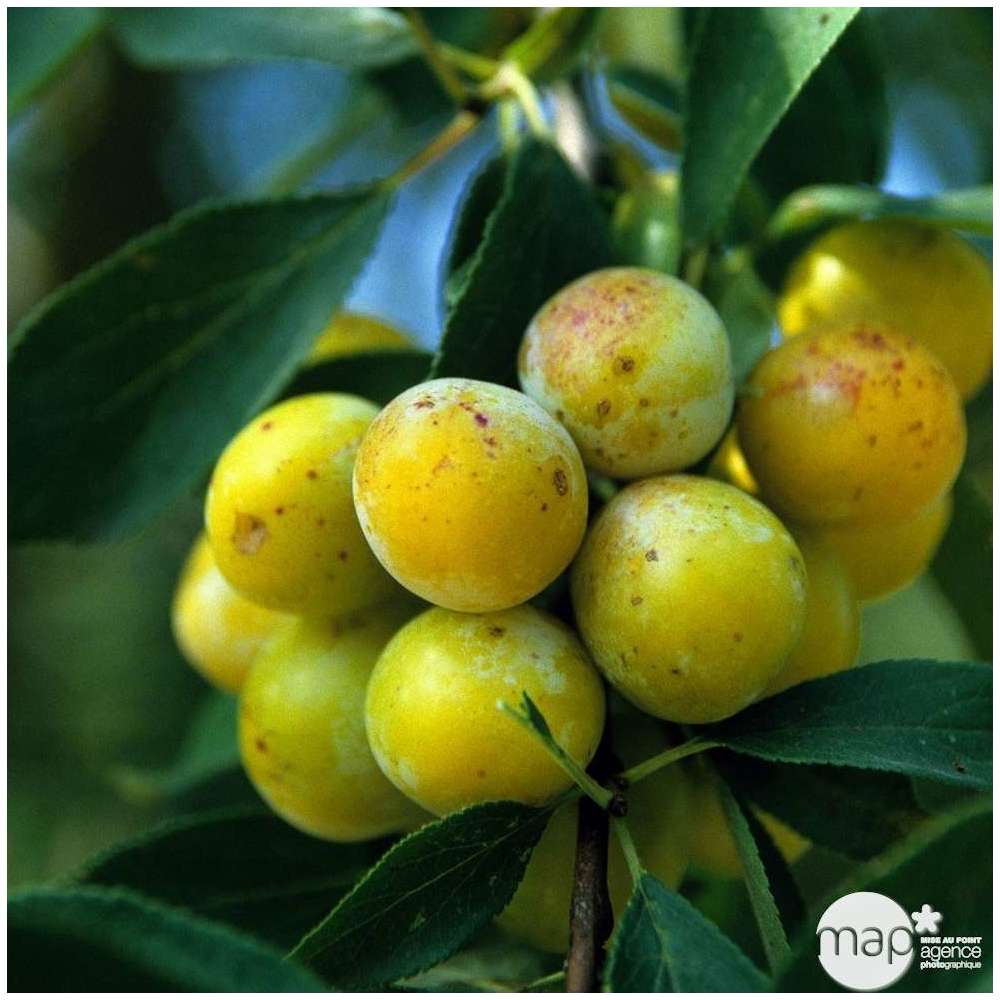 "Planter un prunier mirabelle : conseils et astuces"