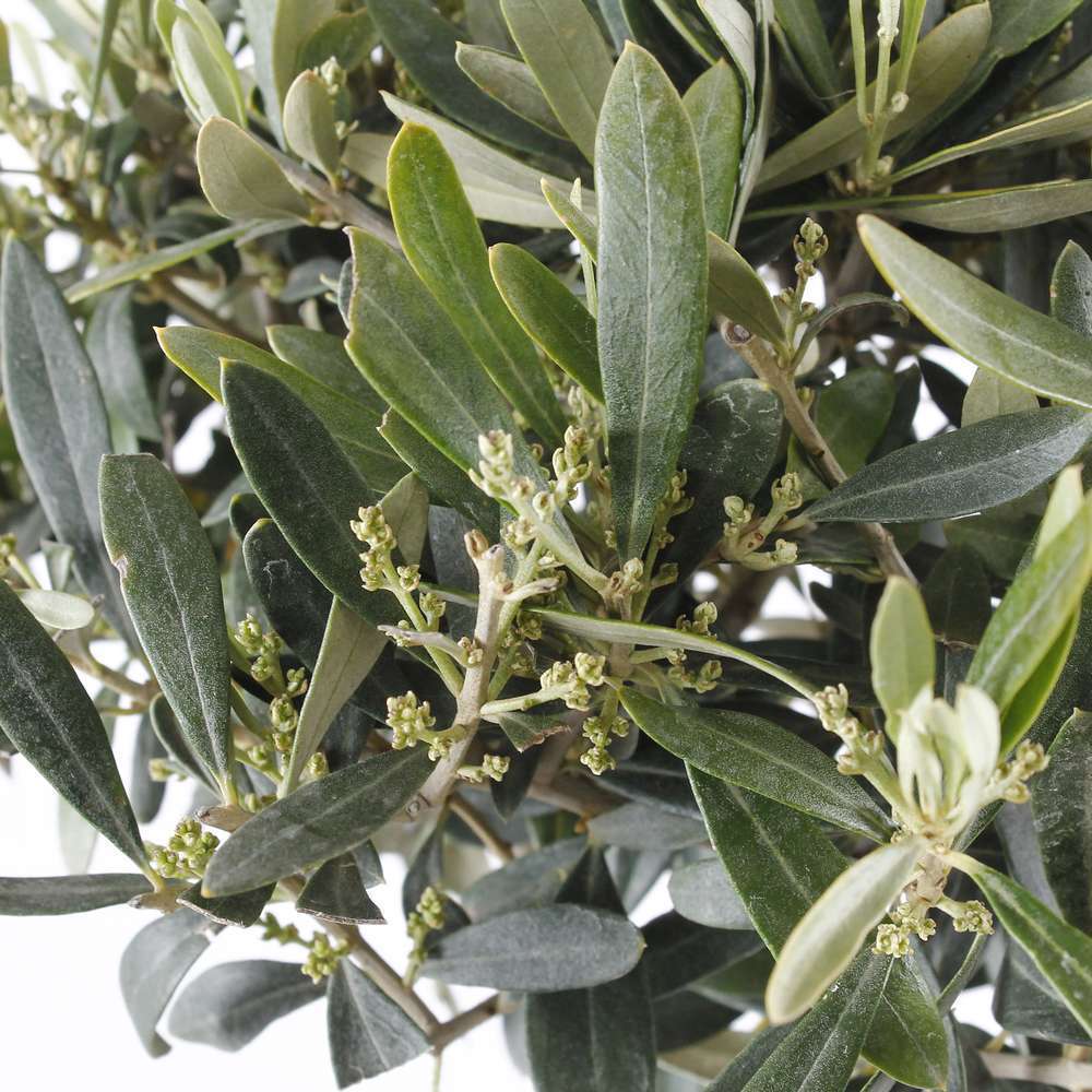 "Tout savoir sur l'olivier tige : plantation, entretien et taille"