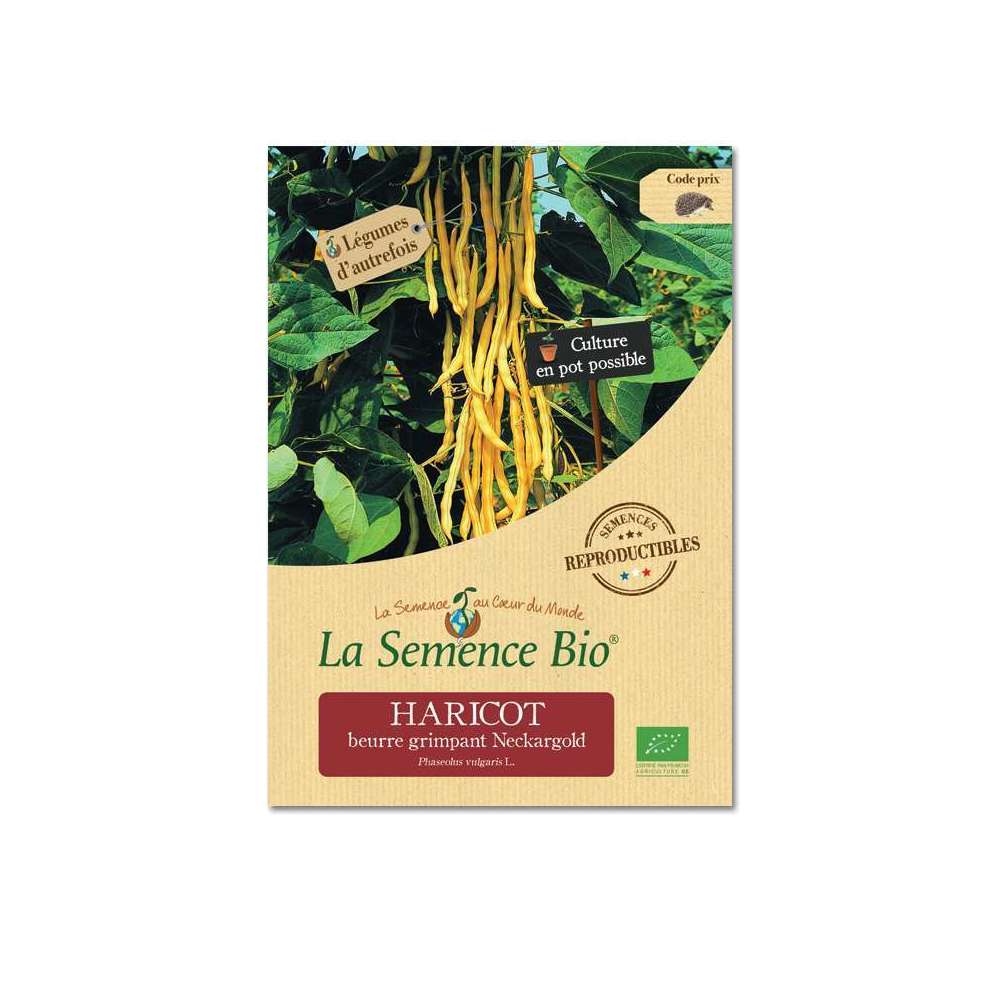 "Culture de haricots verts: comment réussir ses semences"