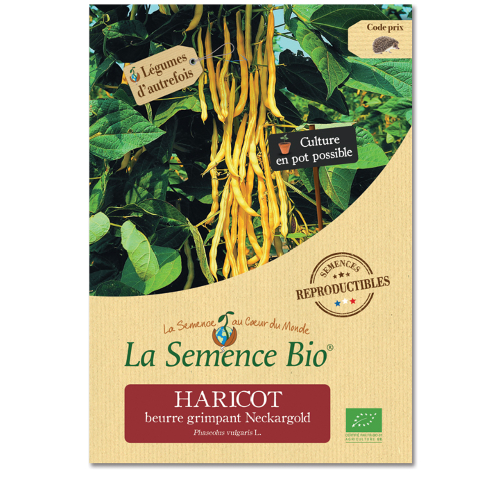 "Culture de haricots verts: comment réussir ses semences"