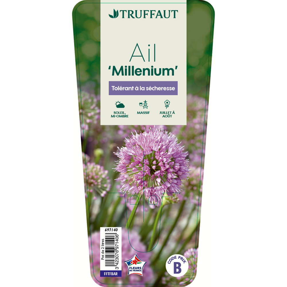 Allium Giganteum : conseils de plantation et d'entretien.