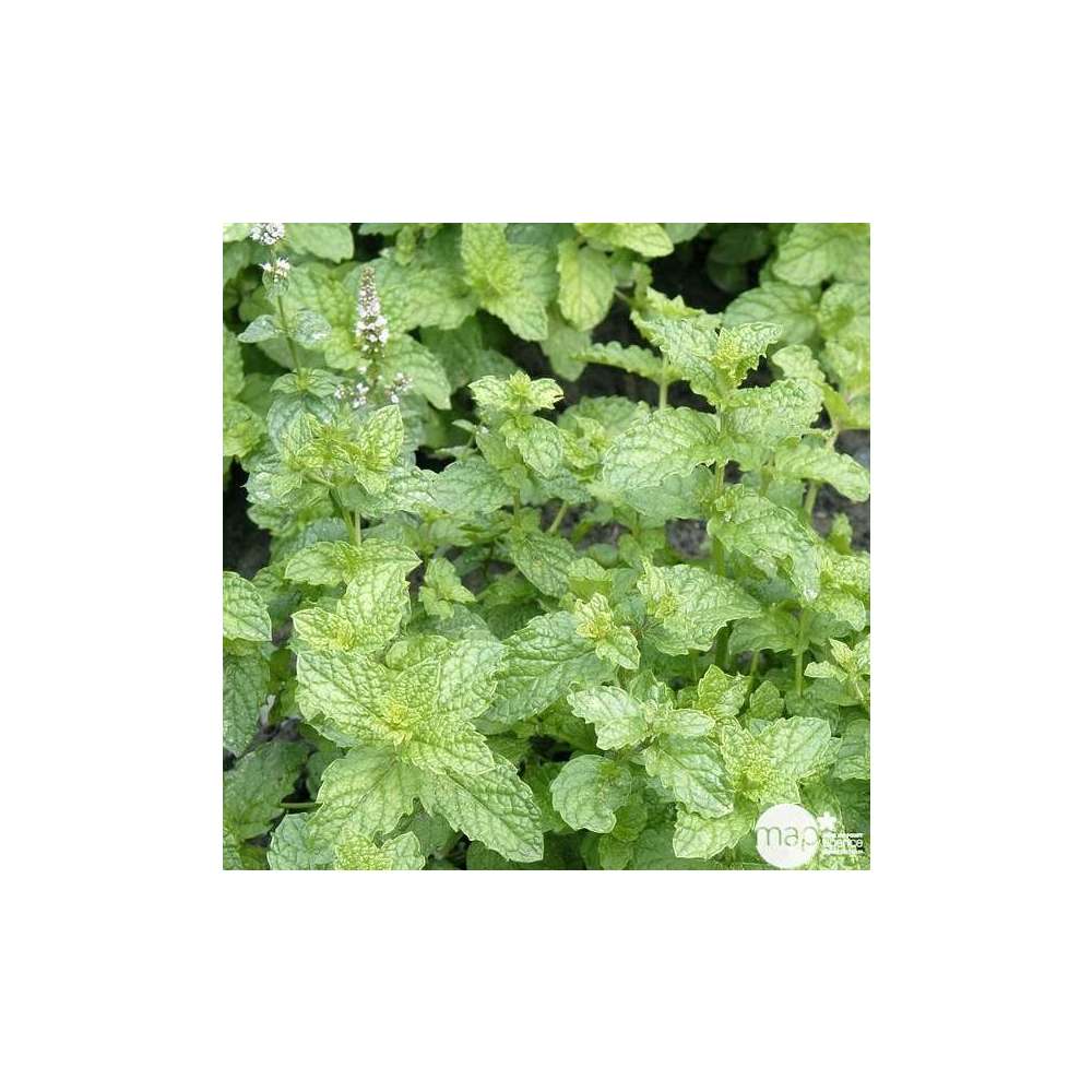 La menthe marocaine en pot : culture et astuces.