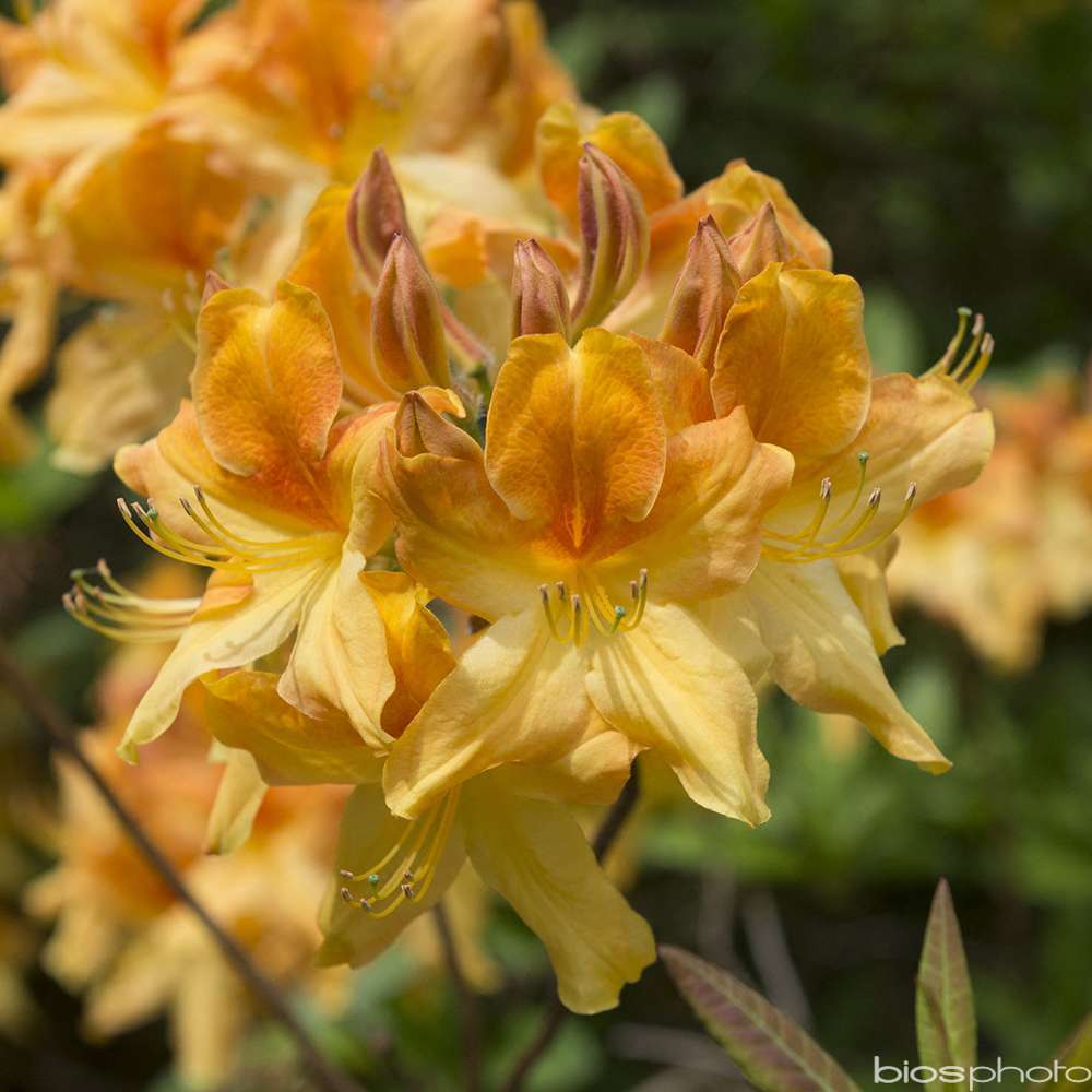 Tout savoir sur l'azalée mollis : culture et entretien.