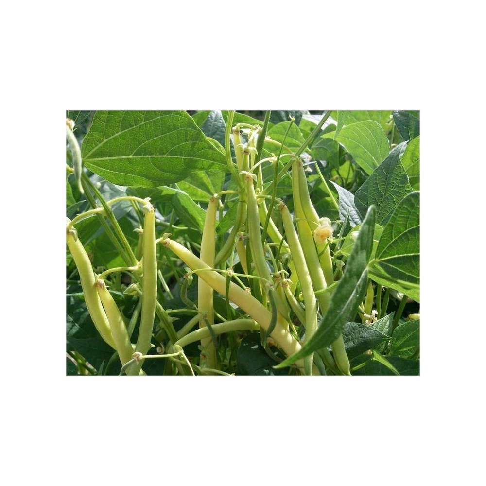 Découvrez le haricot beurre de Rocquencourt, variété savoureuse et ...