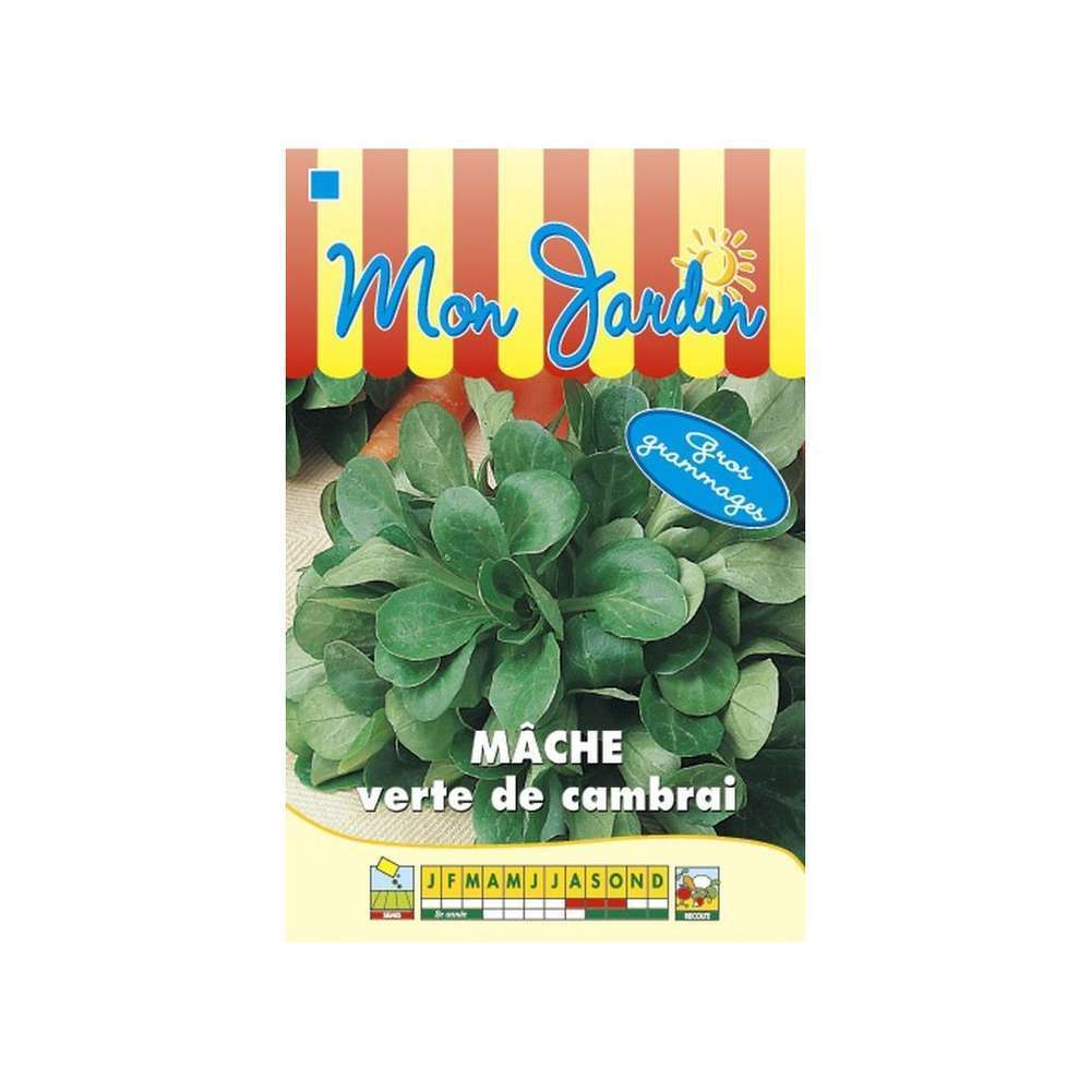 Découvrez la mâche verte de Cambrai, un légume tendance et savoureux.