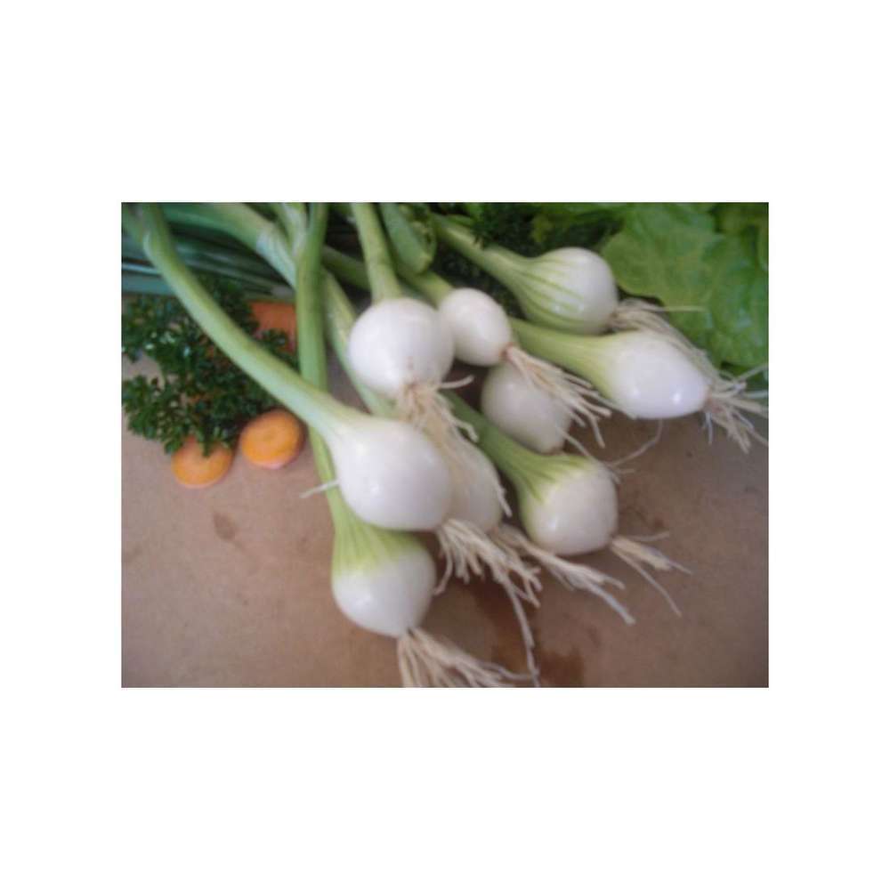 Oignon blanc hâtif de Paris : conseils de plantation et d'entretien