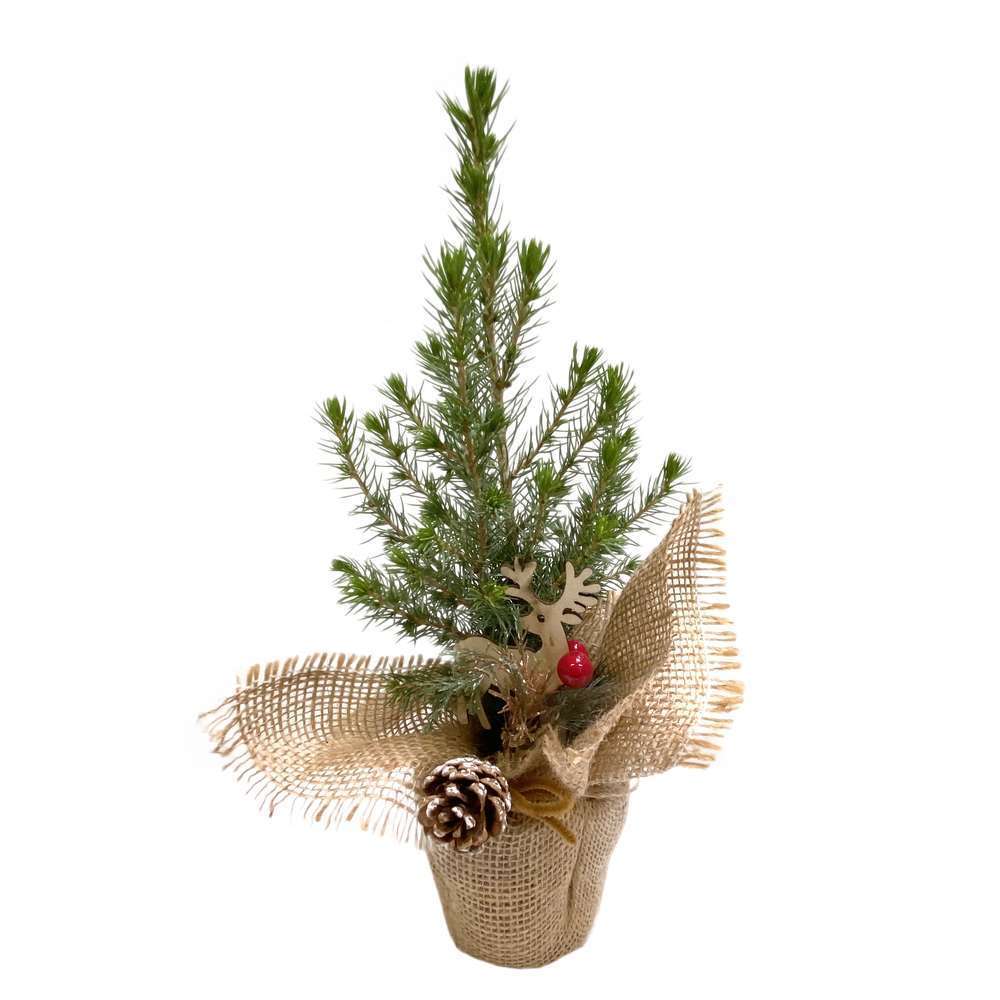 "Picea Conica en pot: comment cultiver et entretenir?"