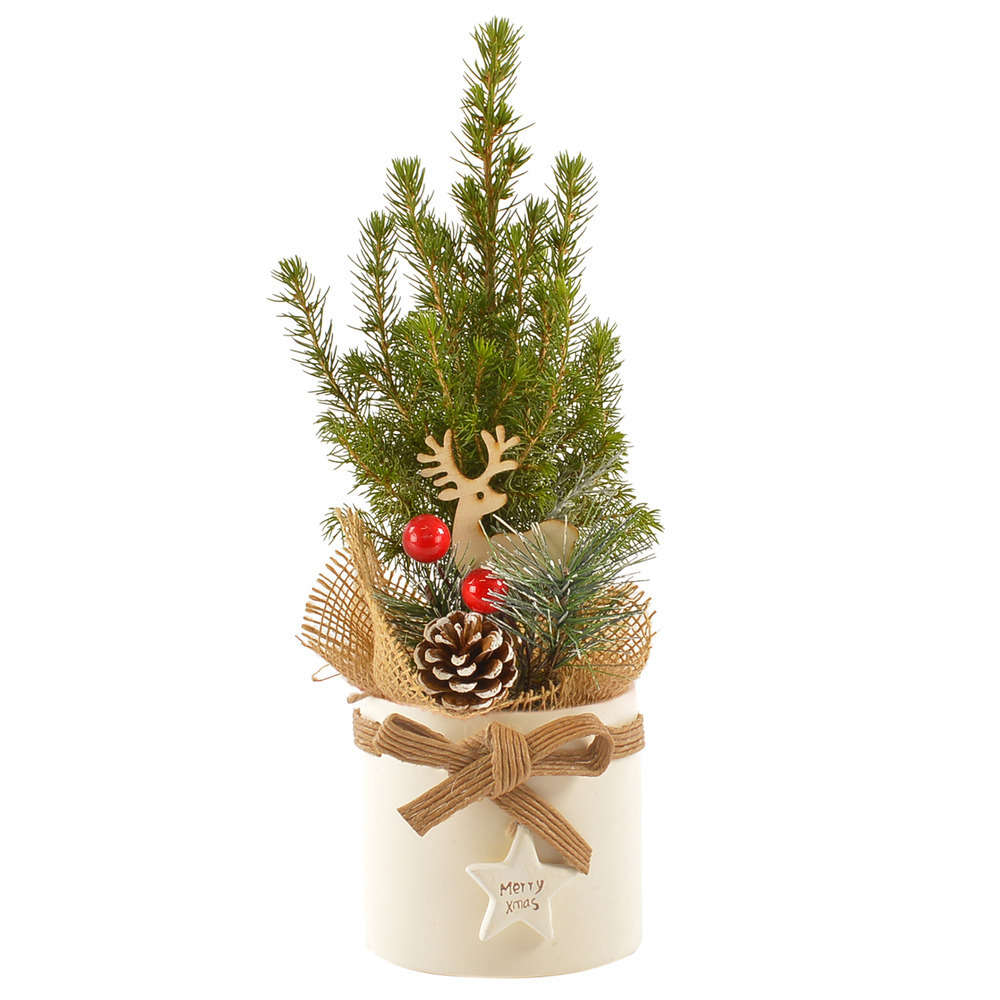 "Picea Conica en pot: comment cultiver et entretenir?"