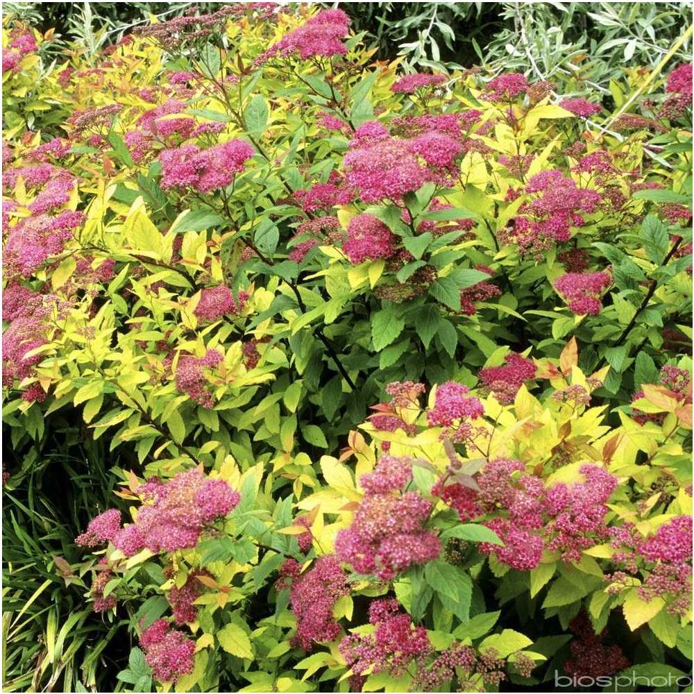 Spiraea Japonica Goldflame : Tout savoir sur cet arbuste.