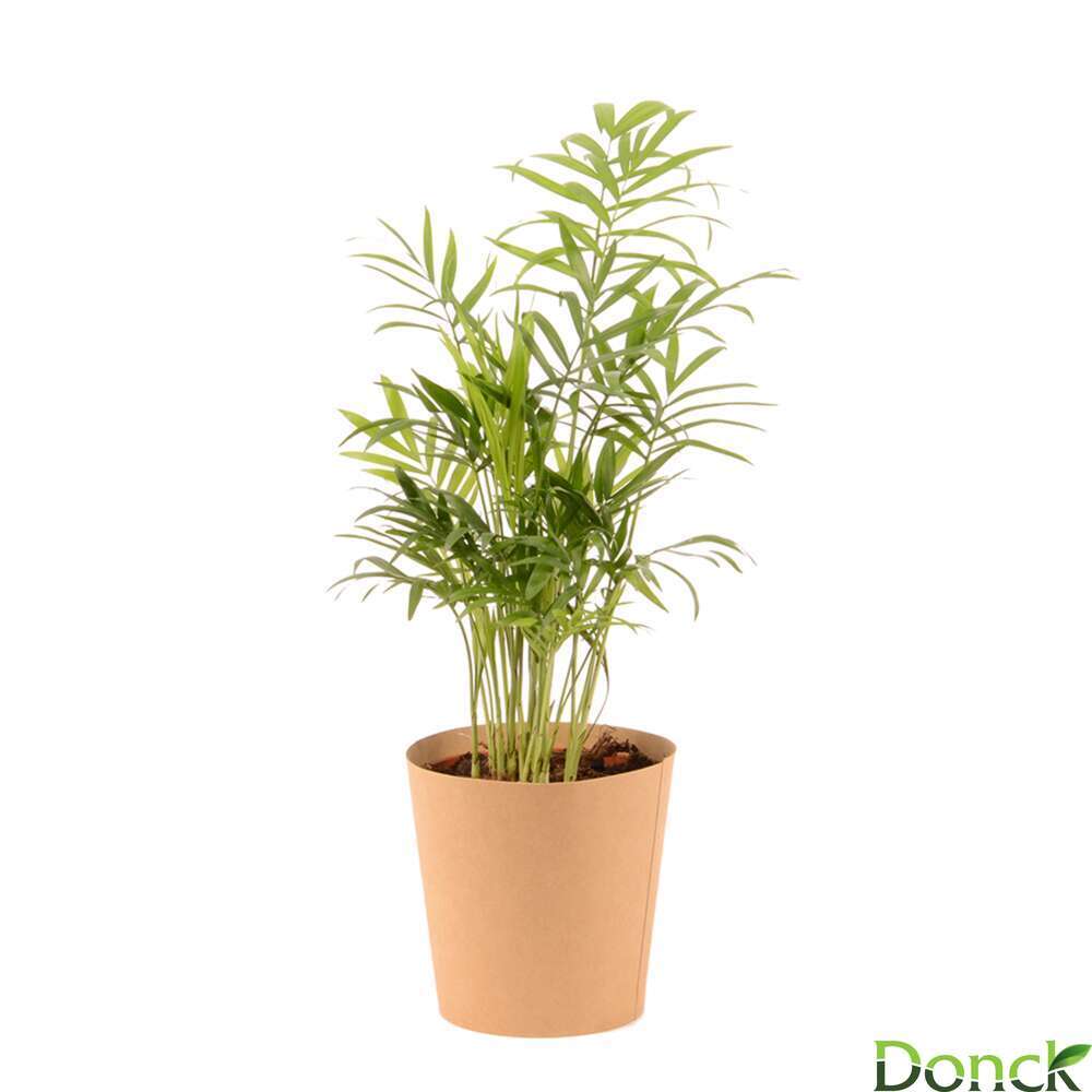 "Palmier nain en pot : conseils et astuces de culture"