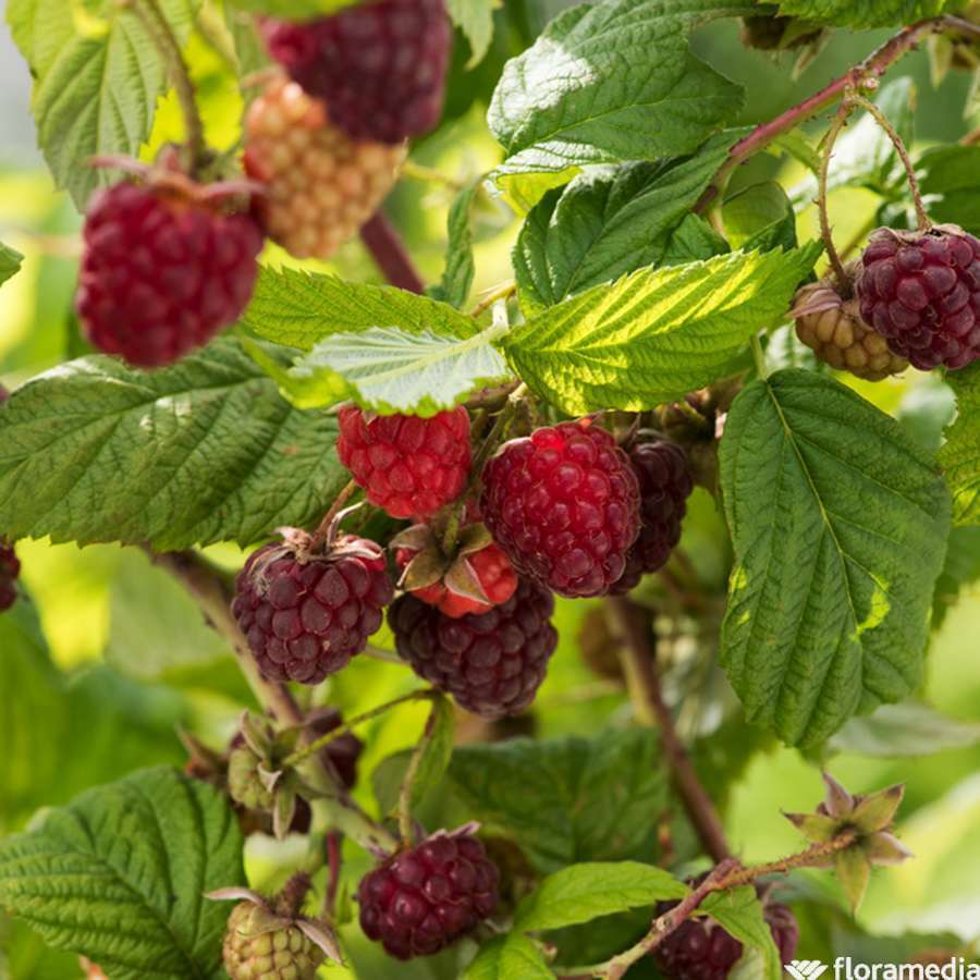 "Culture du framboisier Autumn Bliss : conseils et astuces"