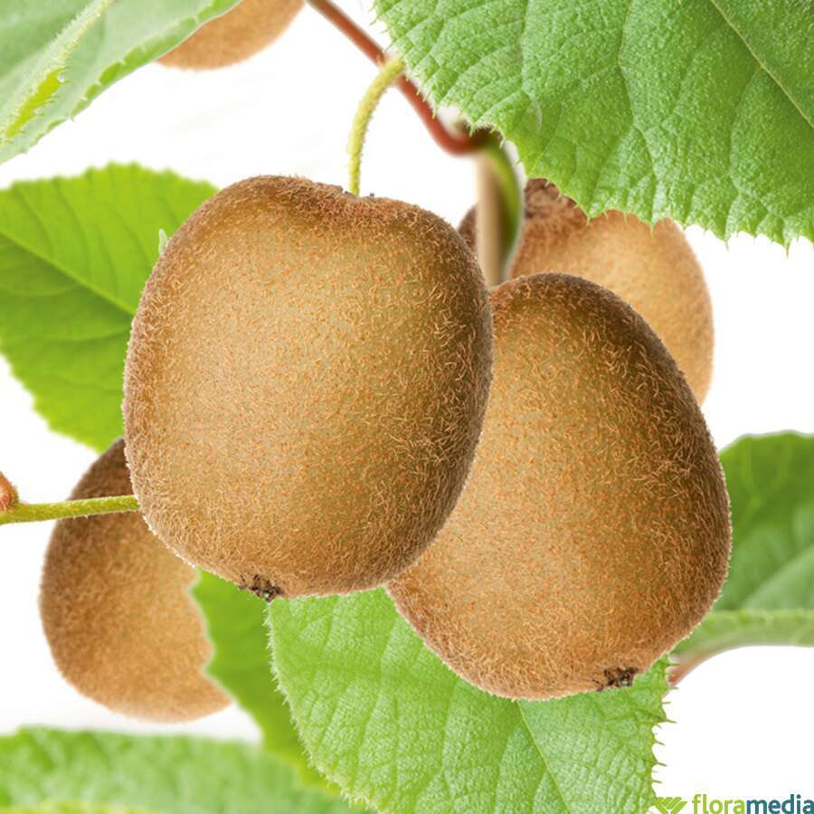 Tout savoir sur la culture du kiwi Hayward