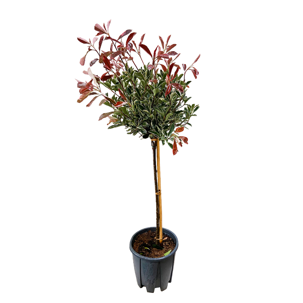 Découvrez le Photinia Fraseri Pink Marble, un arbuste original et coloré.