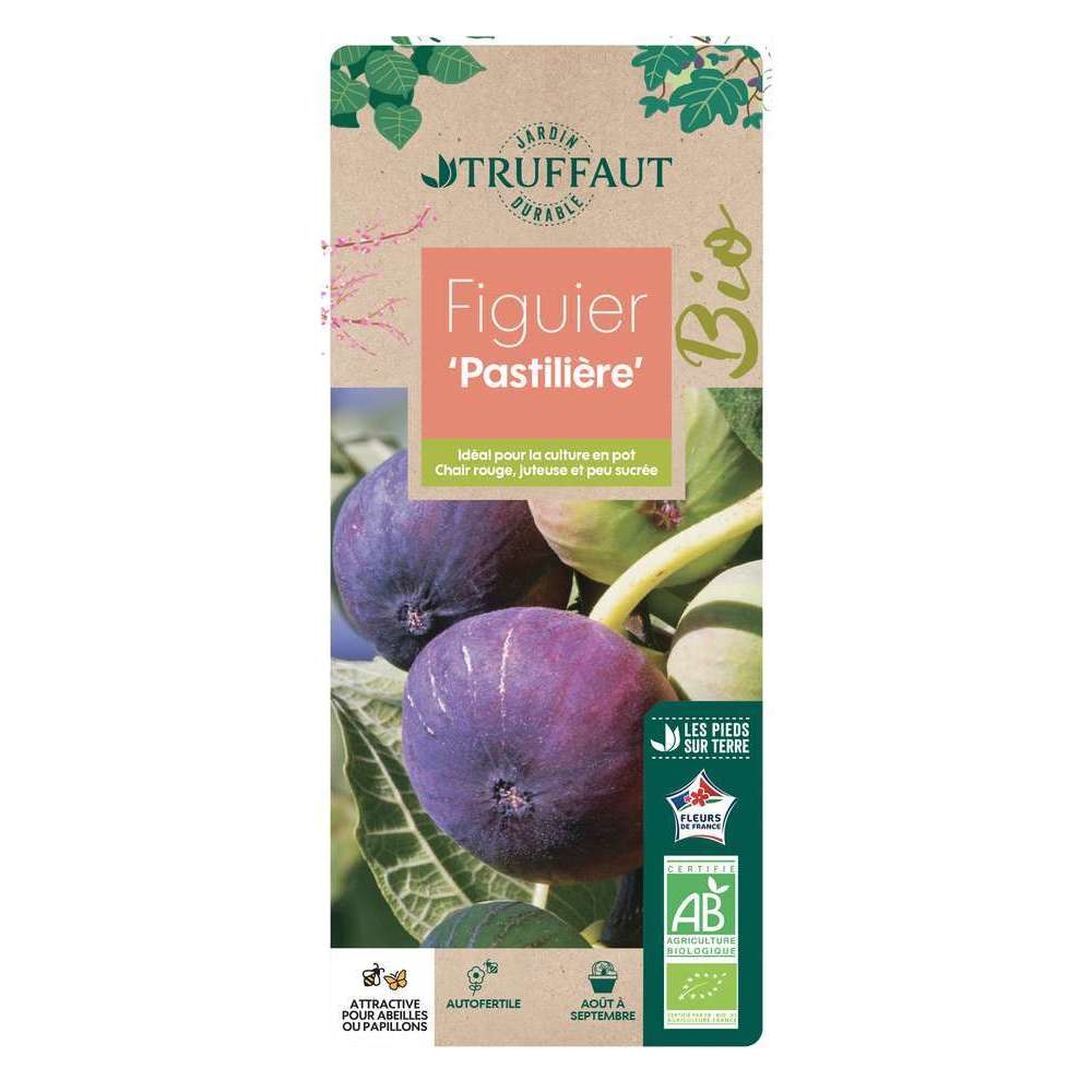 Figuier Rouge de Bordeaux : culture, entretien et récolte.