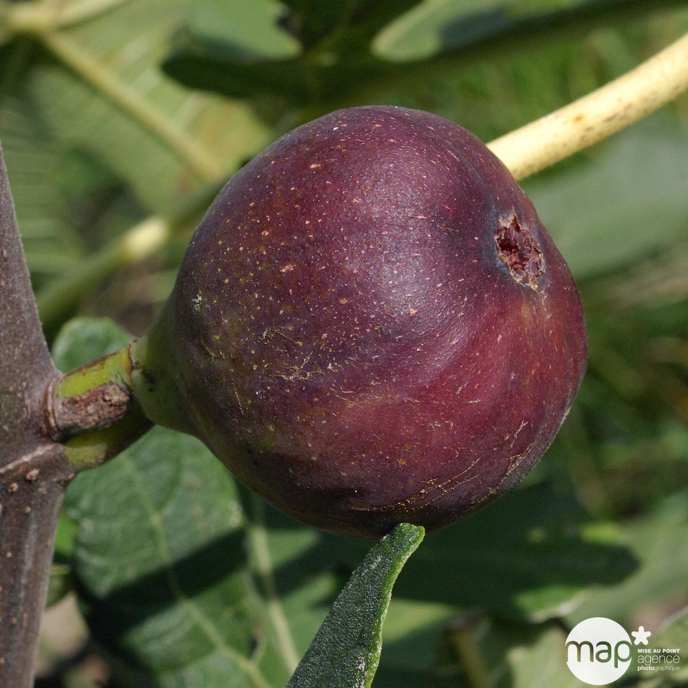 Figuier Rouge de Bordeaux : culture, entretien et récolte.