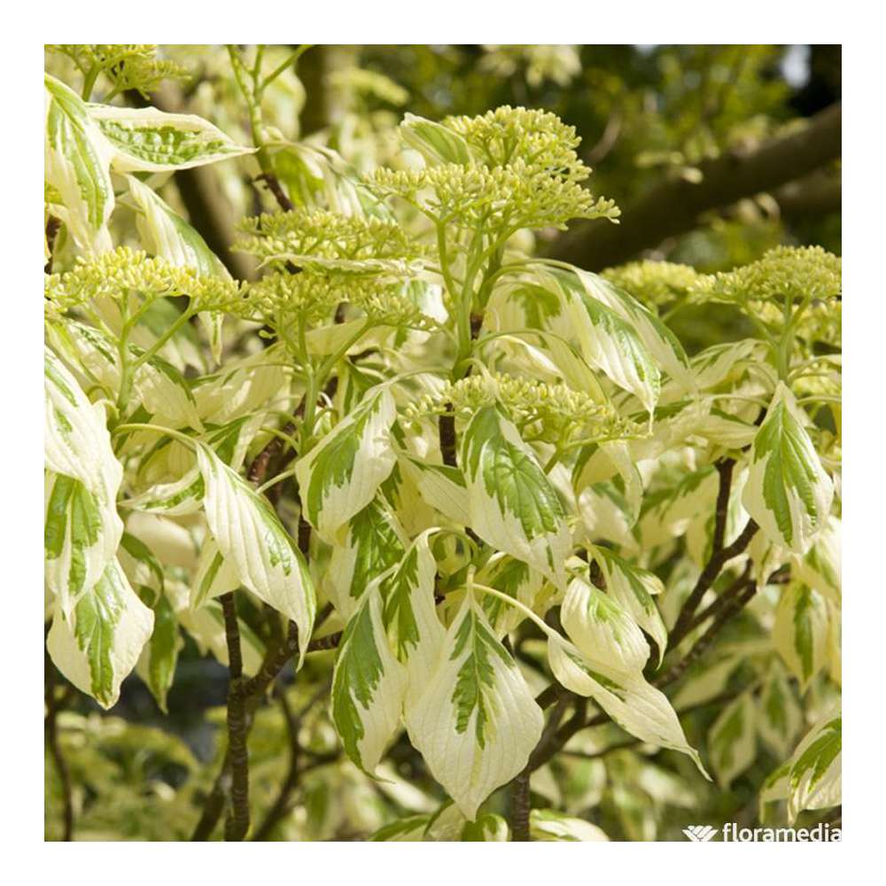 Découvrez le Cornus controversa variegata, l'arbre décoratif pour votre ...