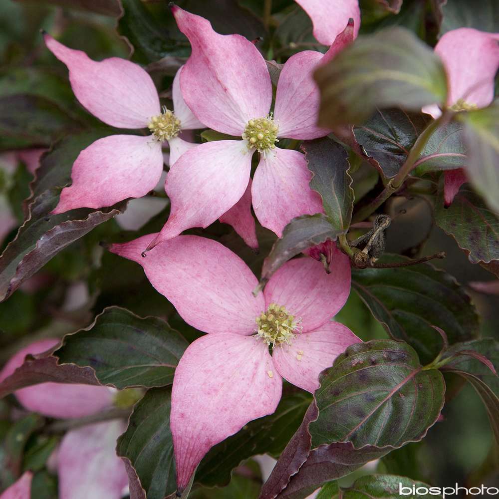 Découvrez les secrets du cornus kousa : culture, entretien et variétés