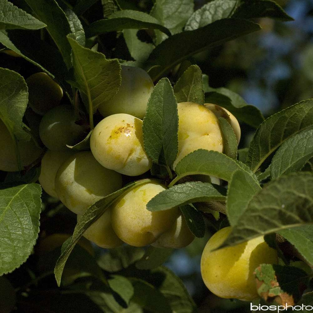 "Planter un prunier mirabelle : conseils et astuces"