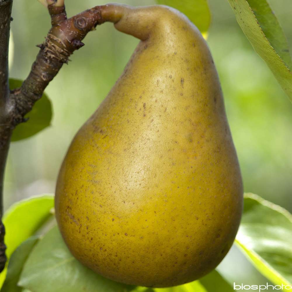 Poirier Duchesse : plantation, entretien et récolte.