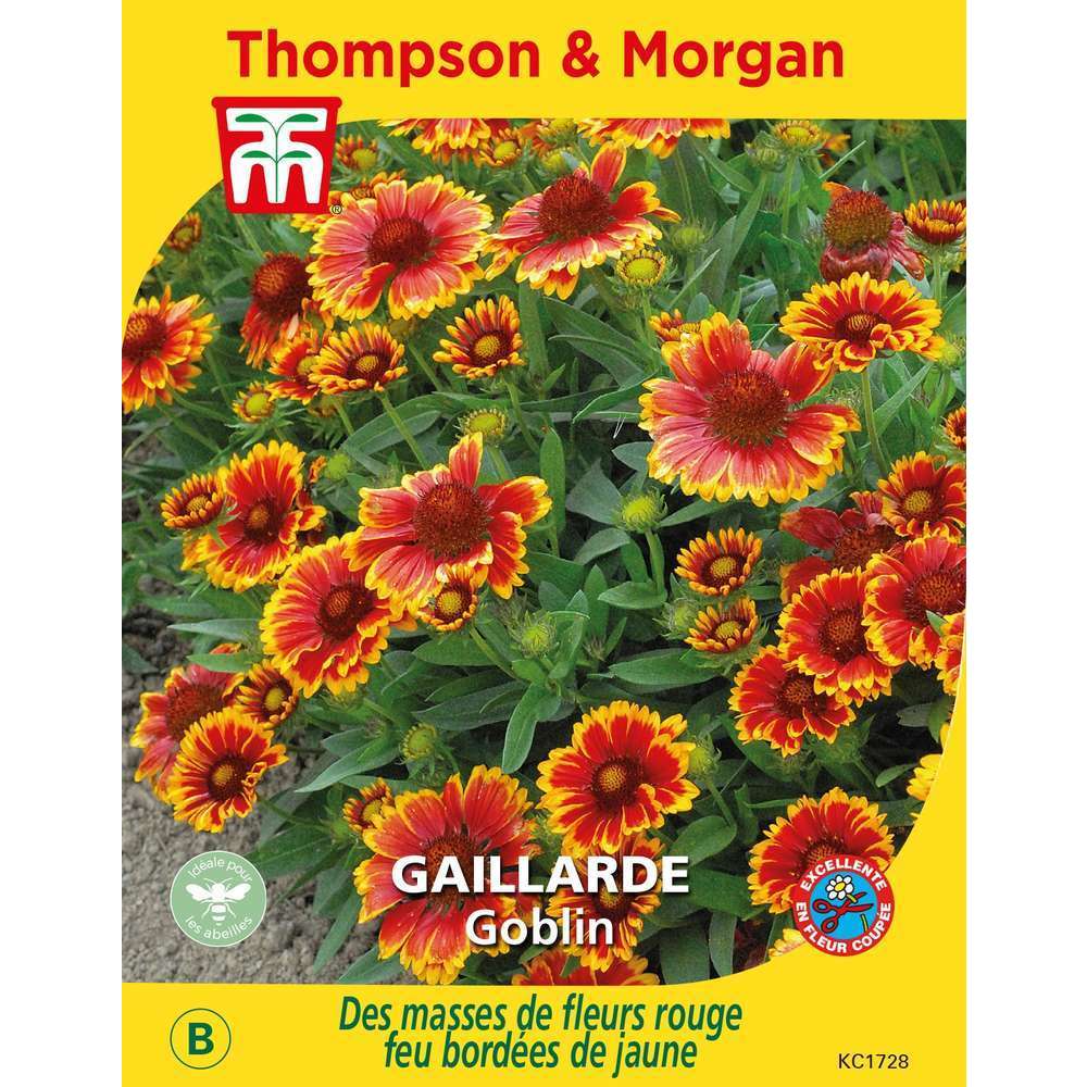 "Gaillarde vivace : tout savoir sur ses graines"