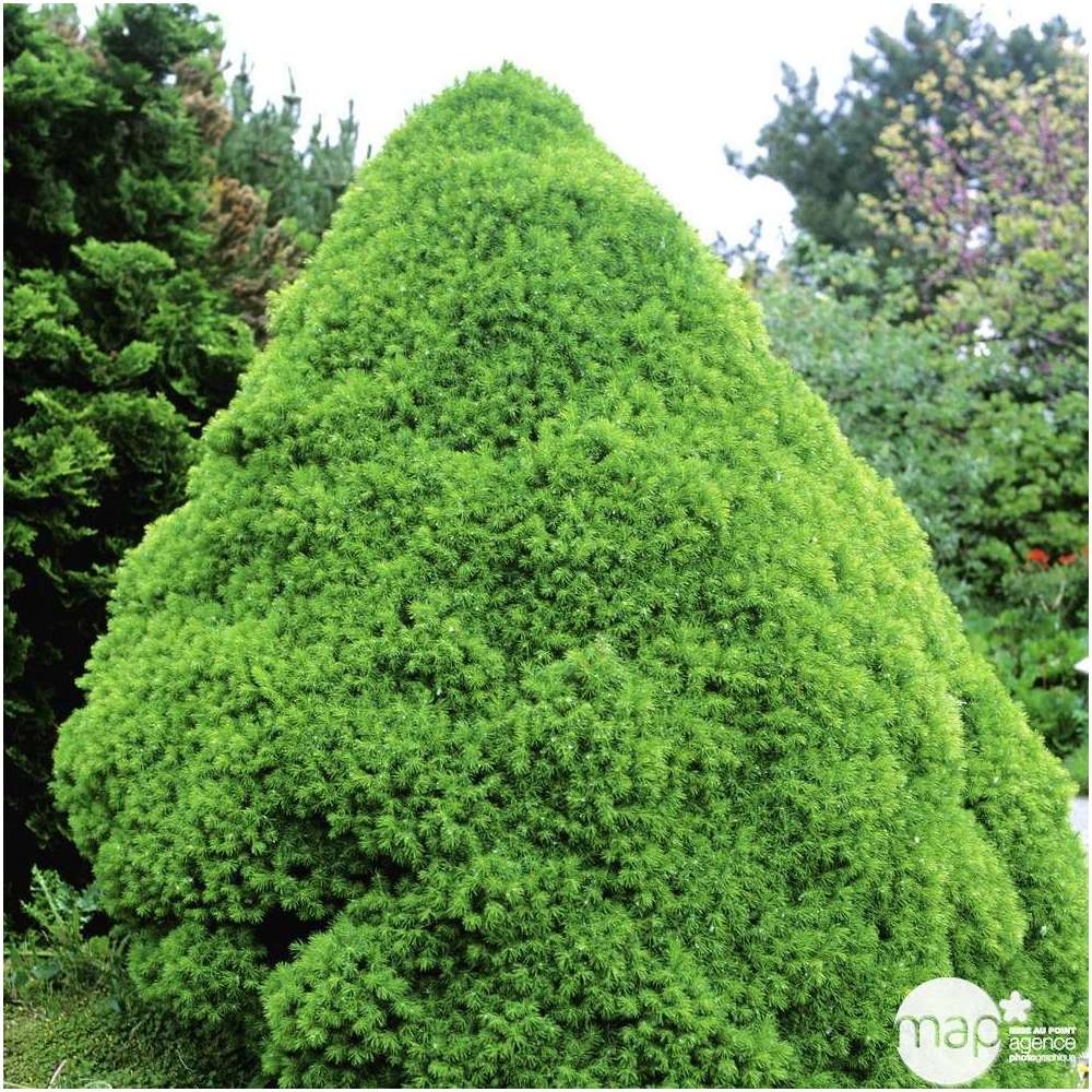 "Picea Conica en pot: comment cultiver et entretenir?"