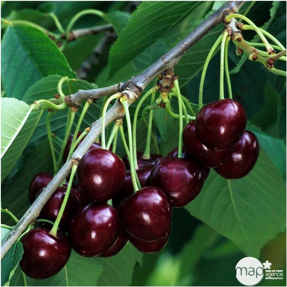 "Cerisier Reverchon: plantation, entretien et floraison"