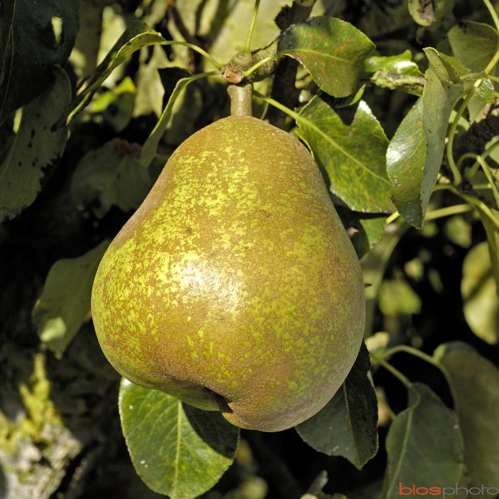 Cultiver un poirier Williams : conseils et astuces jardinage.