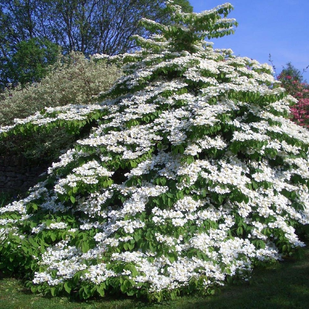 Viorne de chine 'tomentosum' pot de 7,5l/10l | Truffaut