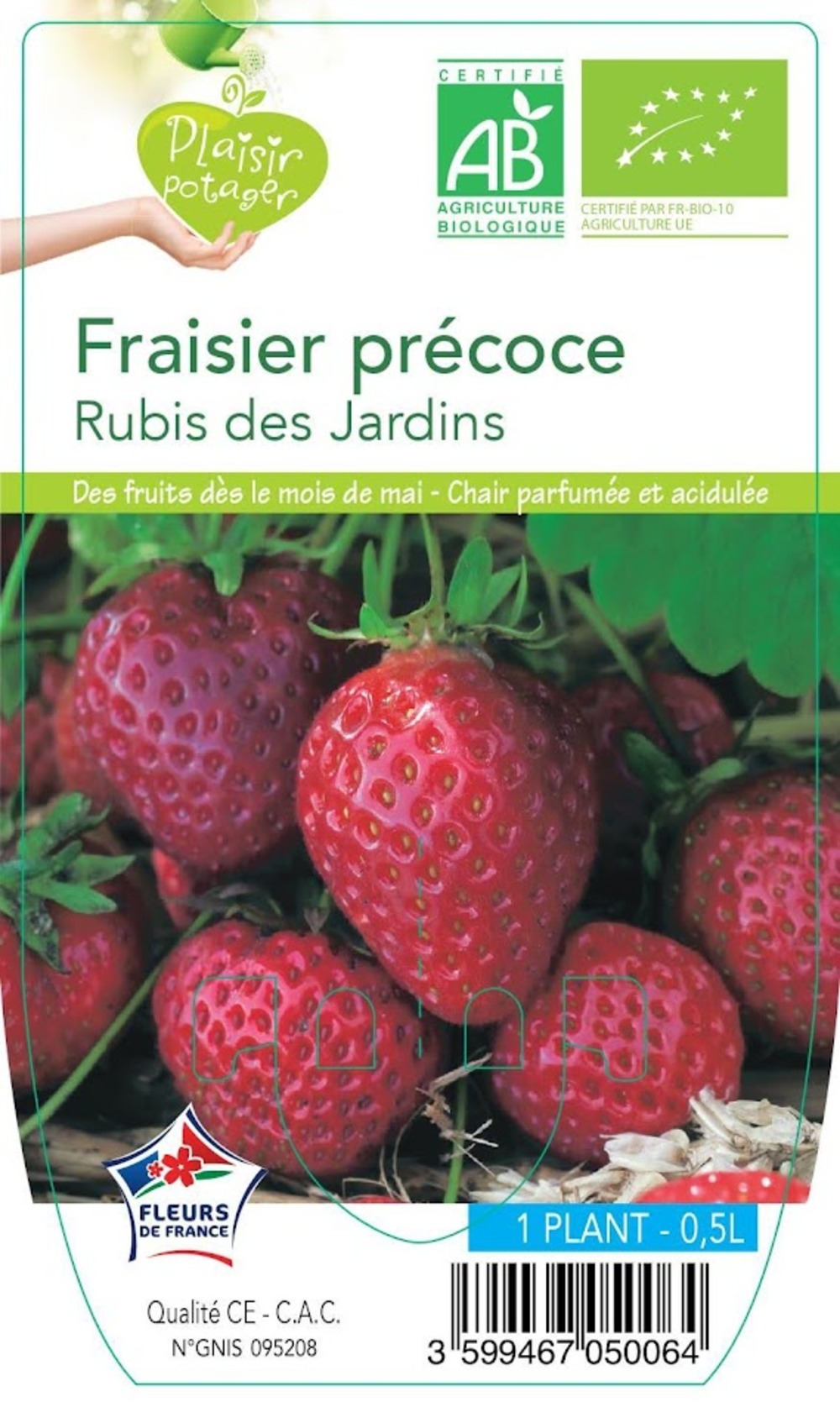 Fraisier rubis des jardins -plant ab en pot 0.5 l- plante du jardin ...