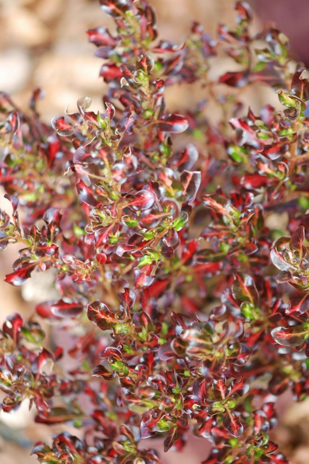 Coprosma 'pacific sunset' - en pot de 3 litres | Truffaut