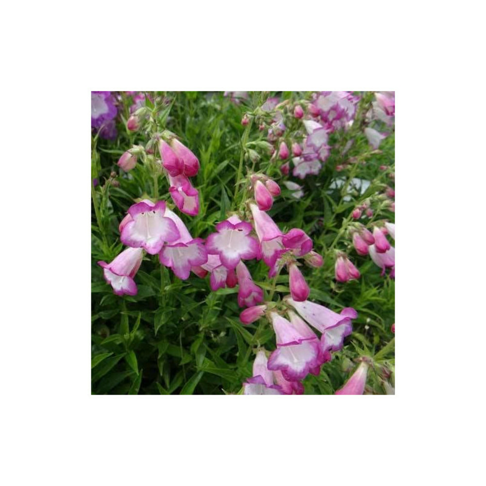 Penstemon pensham laura/[-]godet - 5/20 cm | Truffaut
